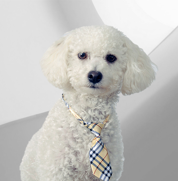 Team Members - Tractus Projects